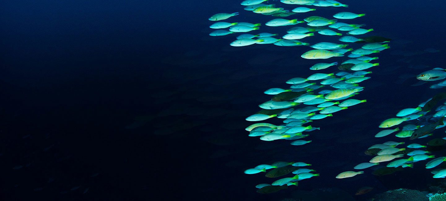 What is MSDI and how it can support a thriving blue economy? | ADMIRALTY